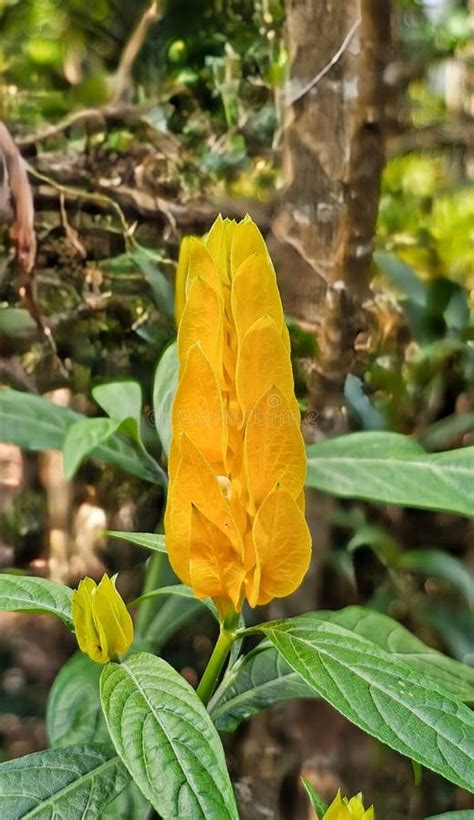 A Colour Of Spring Stock Image Image Of Nature Flora 393296069