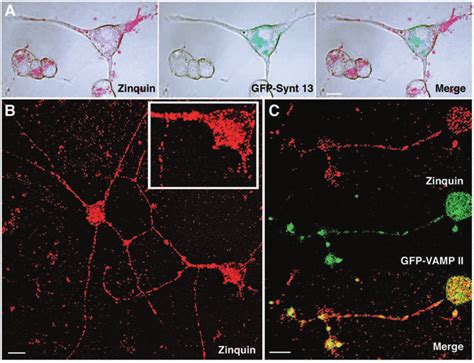 Zinquin Colocalizes With The Synaptic Vesicle Marker Vamp Ii In Download Scientific Diagram