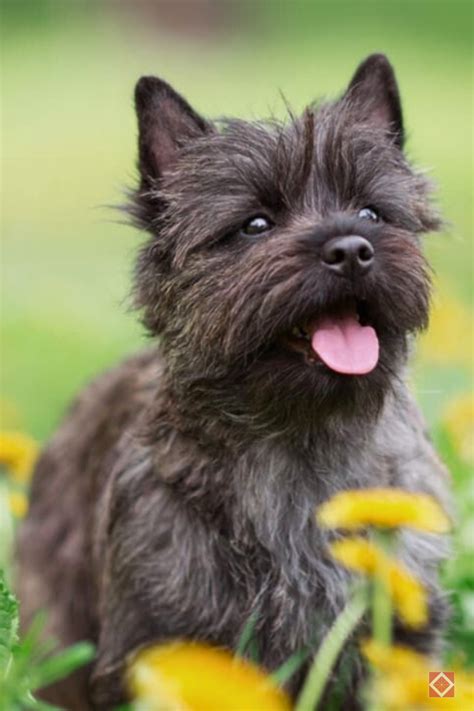 Best 13 10 Types Of Terrier Breed Which One Is Best For You Artofit