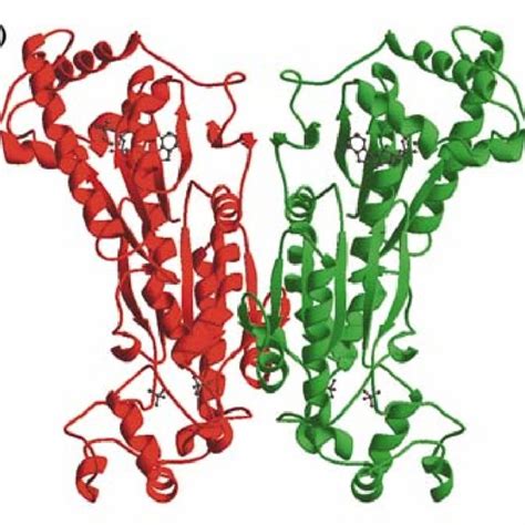 Pdf Human Brain 6 Phosphofructo 2 Kinase Fructose 26