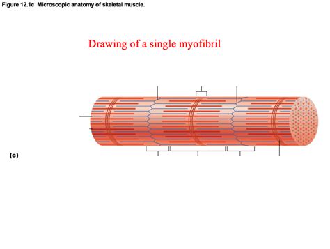 Single Myofibril Diagram Quizlet