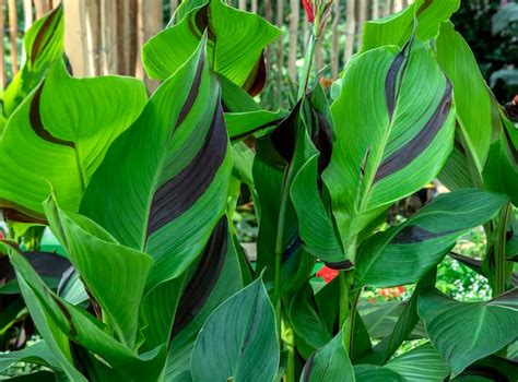 Premium Photo Tropical Plants And Green Leaves