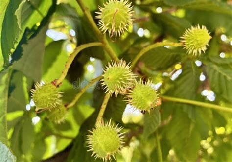 Chestnut Ovary Young Prickly Chestnut Fruits Hidden Treasures Of