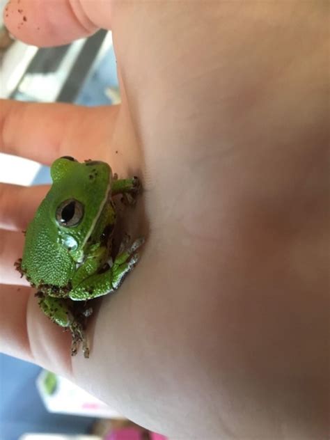 Tree Frogs On Tumblr