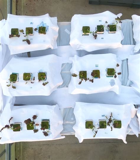 Kale 2 Instance Segmentation Dataset By New