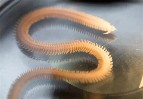 Polychaete Farming As A Valuable Sustainable Opportunity In Aquaculture