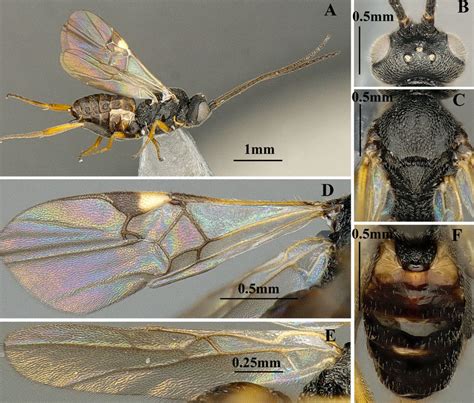 Microplitis Varipes Ruthe 1860 ♀ Tmuc Hbmmp0512 A Habitus
