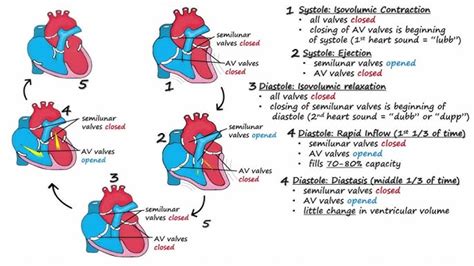 Diastole Ventricular The Cardiac Cycle Via Revision Wiki Fandom