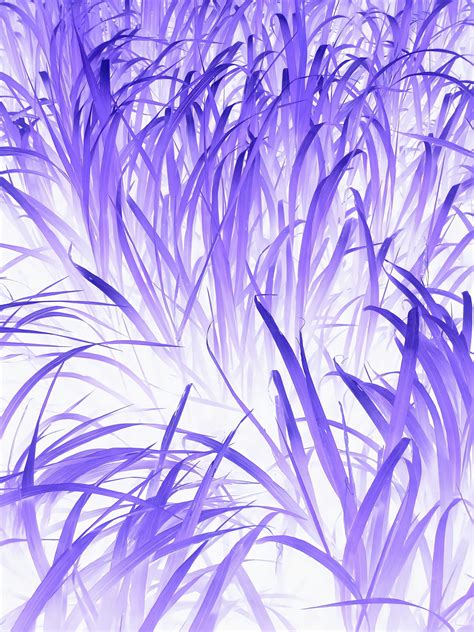 A Painting Of Purple Grass On A White Background Photo Free Pattern