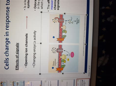 Bio Ch 7 Cell Signaling Pt2 Flashcards Quizlet