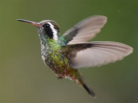 White Eared Hummingbird