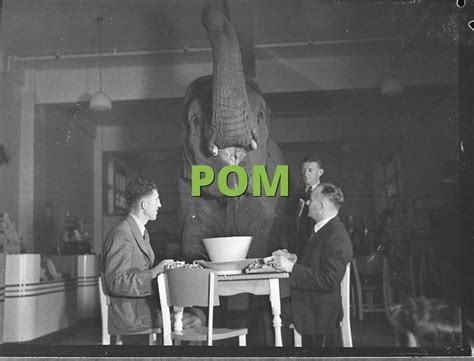 Pom Meaning