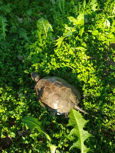 垂直画幅草龟绿色小的褐色缓慢的户外明亮居住区素材 花瓣网