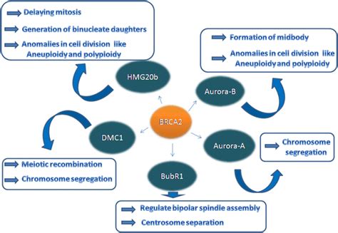 Brca2 Interacts With Various Proteins Involved In Cell Cycle Download Scientific Diagram