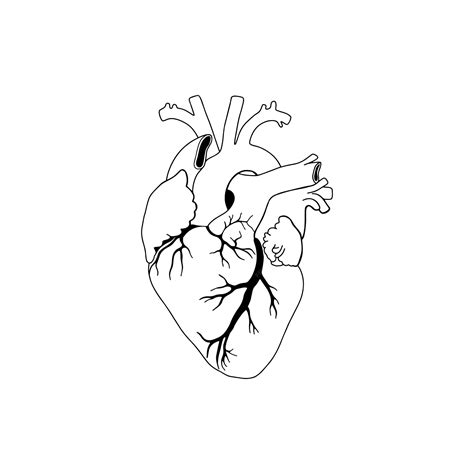Premium Vector Vector Anatomical Heart Realistic Heart Icon