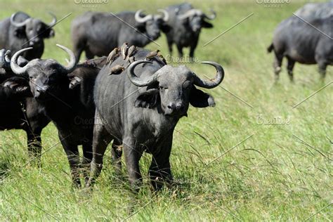 Bufallo In Kenya Wildlife