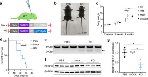 Gene Augmentation Prevents Retinal Degeneration In A Crisprcas9 Based