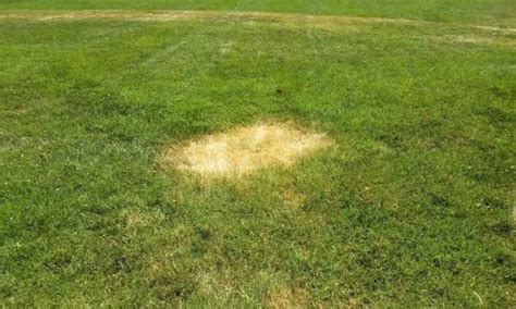 Why Is My Grass Turning Yellow 12 Most Common Reasons Triangle