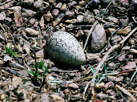Born To Be Free Nesting Behaviour Of Birds No Nest