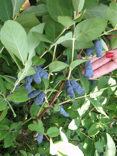 Бакчарский великан