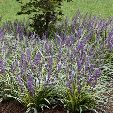 Liriope Ground Cover Spacing