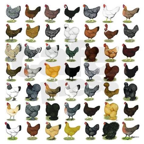 Chicken Breeds Chart Explore The Different Types Of Chickens