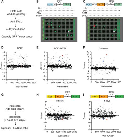 Comparison Of Positive Selection And Negative Selection Protein Download Scientific Diagram