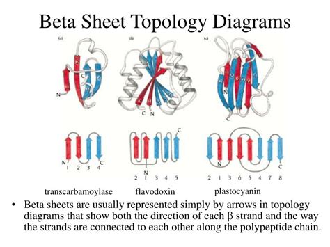 Proteins Is A Beta Pleated Parallel Sheet Always Formed From More Than One Peptide