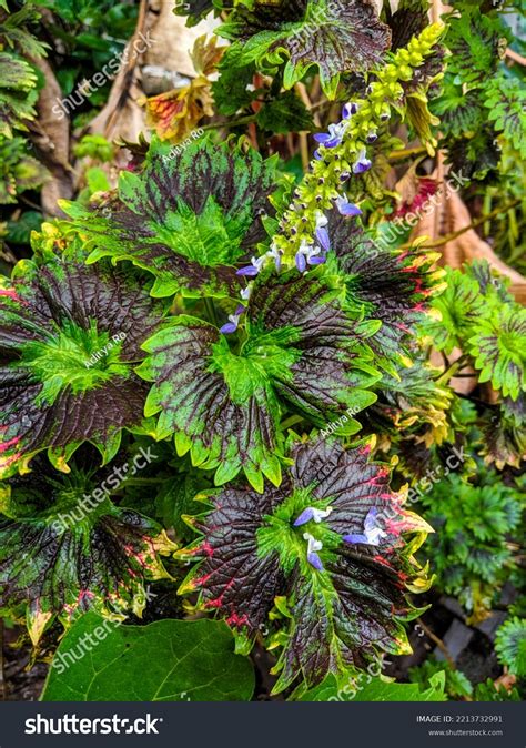 Miana Iler O Coleus Atropurpureus Es Foto De Stock 2213732991 Shutterstock
