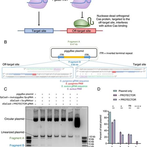 Protector Schematic And Proof Of Principle A A Schematic