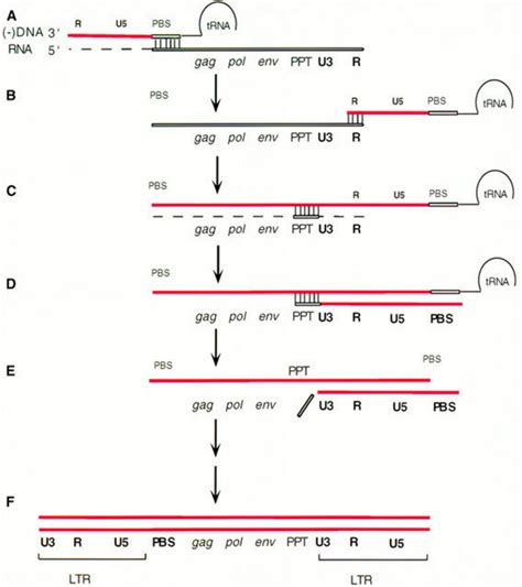 Crystal Structure Of Hiv‐1 Reverse Transcriptase In Complex With A