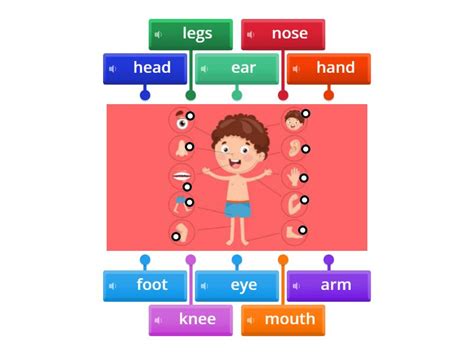 11body Parts Firsr Steps Labelled Diagram
