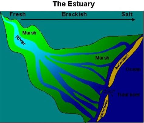 Estuary Ecosystem Meaning