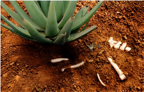 Getting More Answers From Challenging Bone Samples Behind The Bench