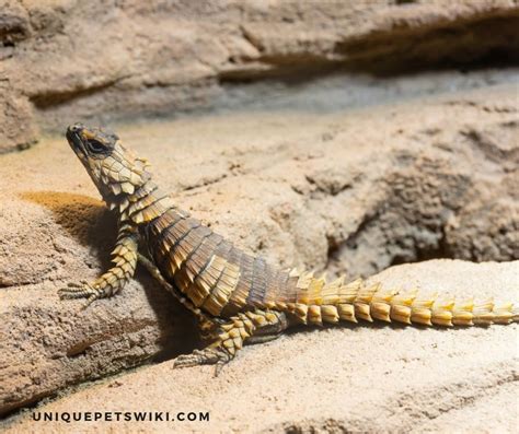 8 Most Common Armadillo Lizard Diseases And Illnesses