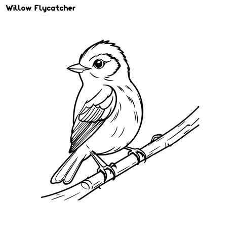 Willow Flycatcher Bird Hand Drawing Coloring Page And Outline Vector