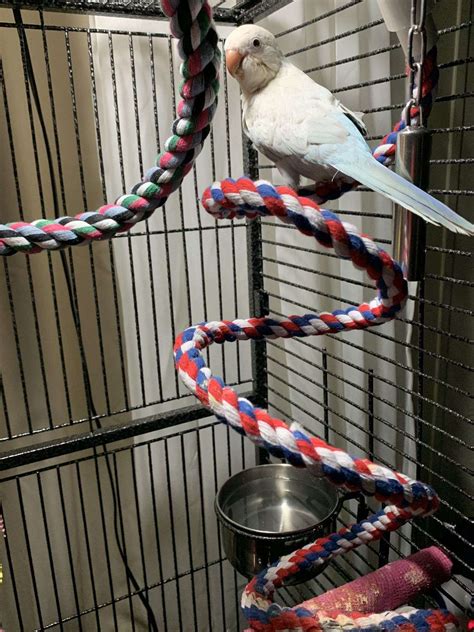 Has Been Sold Beautiful Tame Blue And White Female Crossover Quaker Parrot