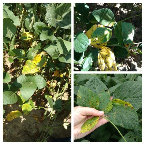 Soybean Disease Update Ut Crops News