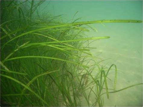 Marine Eelgrass Meadow Guide New York Natural Heritage Program