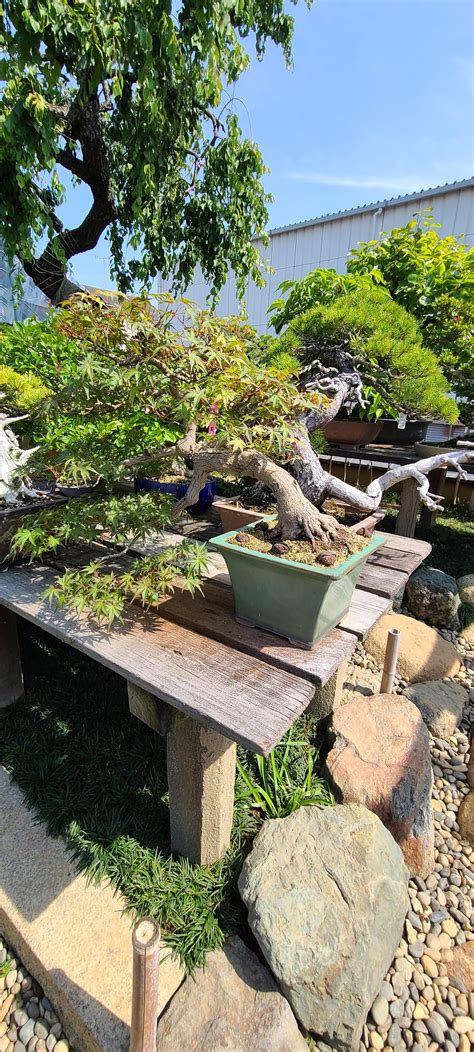 Shunkaen Bonsai Museum Part 2 R Bonsai