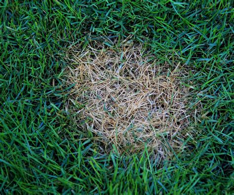How To Identify Dollar Spot On Lawns And Deal With The Issue Homes And Gardens