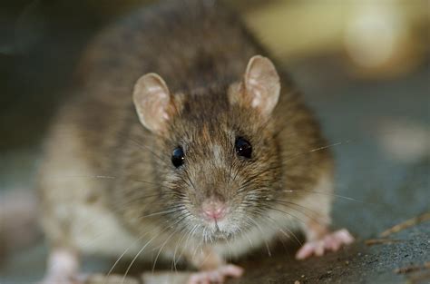 Lakeshore To Soon Launch Rat Abatement Pilot Project