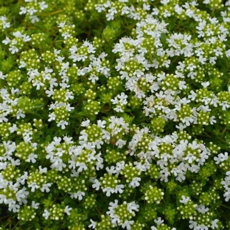 Thymus Serpyllum Var Albus Thyme Creeping White Buy Herb Plants