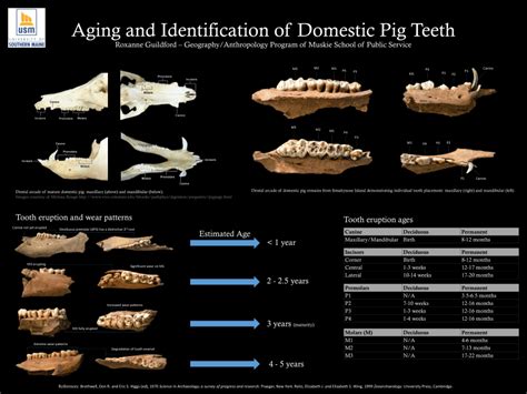 How To Cut Pigs Teeth At Thomas Reiser Blog