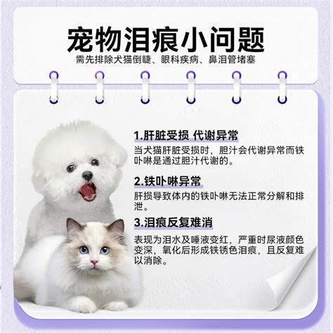 泪痕神器大揭秘：告别宠物泪痕，让比熊博美重获明亮双眼！ 眼部清洁 淘宝百科网