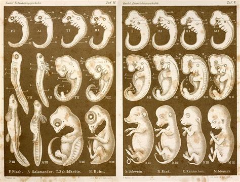 Human Embryo Drawing