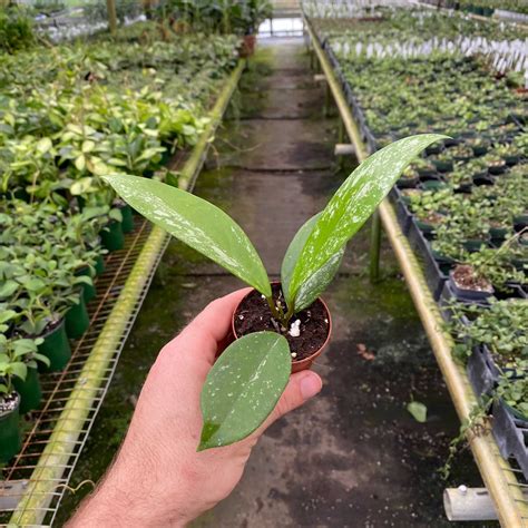 Hoya Pubicalyx Types Comparion Olog