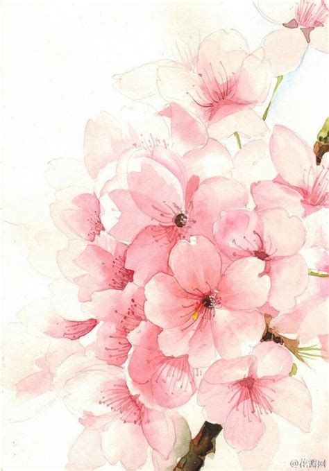 水彩樱花来自绘指兰心的图片分享 堆糖 Cherry Blossom Watercolor Flower Art Blossoms Art