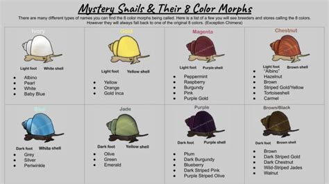 Anatomy And Gender Of A Mystery Snail Mystery Snail Guardians