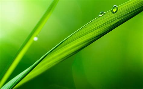 Macro Grass Blade 2012 Macro Photography Featured Wallpaper Preview